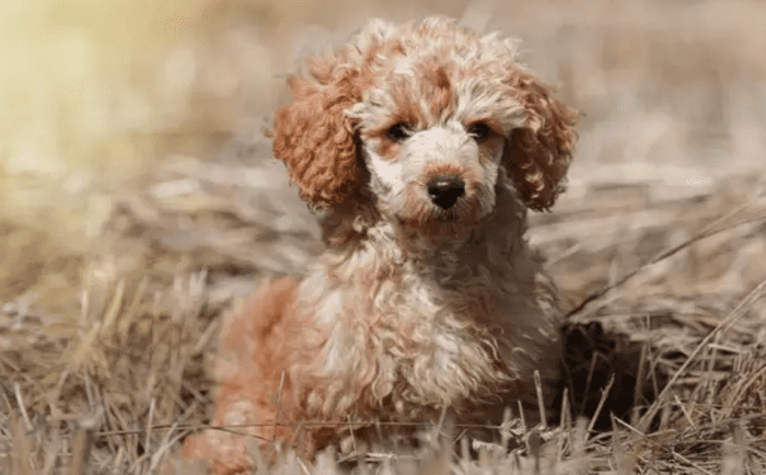 21 Most Popular Poodle Mix Dog Breeds - HubPages