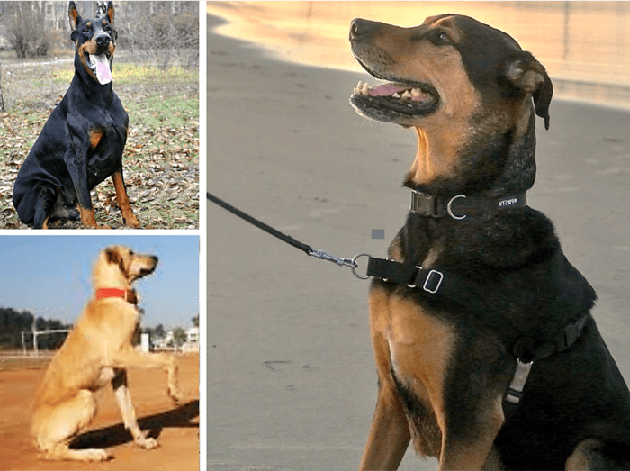 21 Most Popular Mixed Breed Designer Dogs in India - HubPages