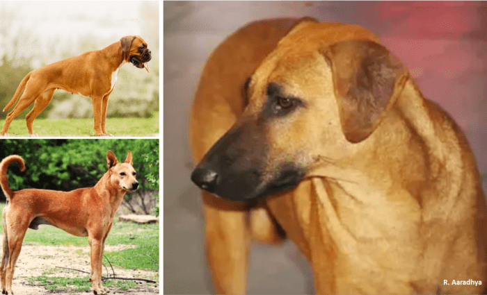 21 Most Popular Mixed Breed Designer Dogs in India - HubPages