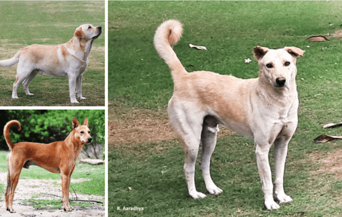 21 Most Popular Mixed Breed Designer Dogs in India - HubPages