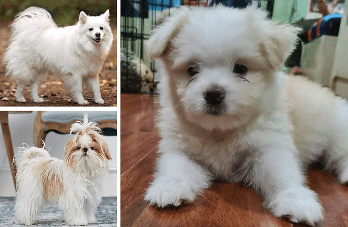 21 Most Popular Mixed Breed Designer Dogs in India - HubPages
