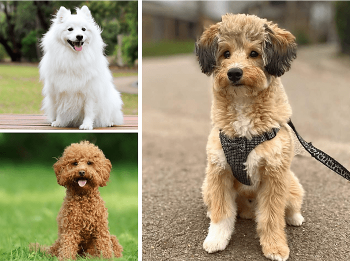 21 Most Popular Mixed Breed Designer Dogs in India - HubPages