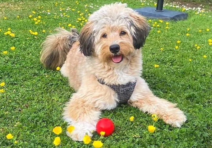 21 Most Popular Mixed Breed Designer Dogs in India - HubPages