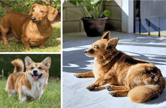 21 Most Popular Mixed Breed Designer Dogs in India - HubPages