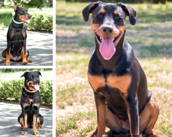 21 Most Popular Mixed Breed Designer Dogs in India - HubPages