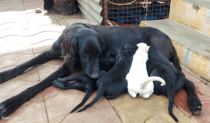 Pashmi Hound (Indian Saluki): Dog Breed Information, Facts and ...