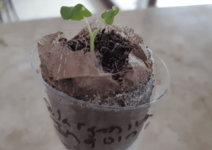 Facts About Pelargonium Inquinans: The Scarlet Geranium (Pelargonium ...