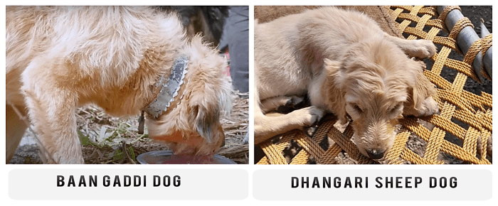 Thelari (Dhangari) or Maharashtrian Sheep Dog: Breed Information, Facts ...