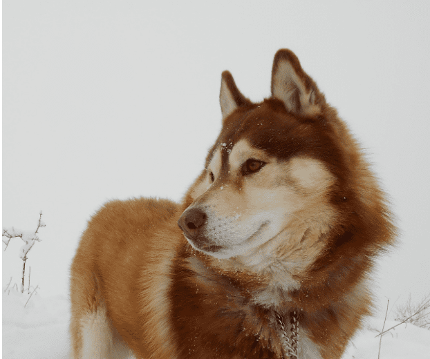 The Red Siberian Husky: All You Need to Know Before Getting One - HubPages