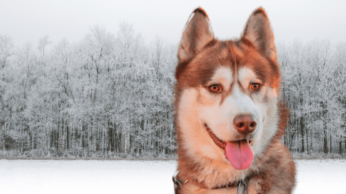The Red Siberian Husky: All You Need to Know Before Getting One - HubPages