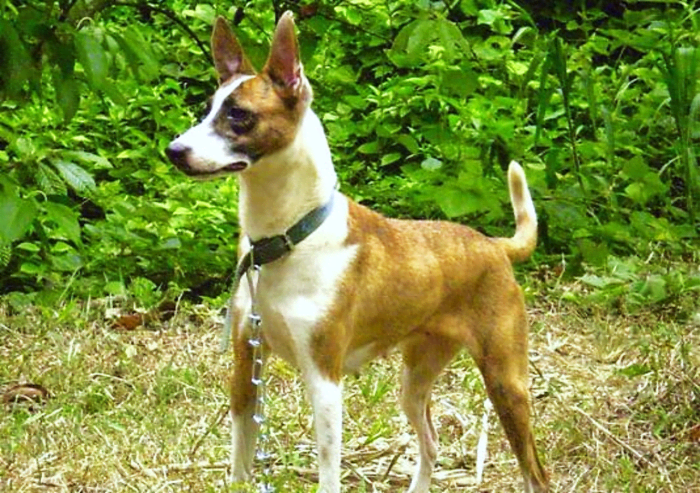 11 Dog Breeds Like The Indian Pariah Dog (Desi Kutta) - HubPages