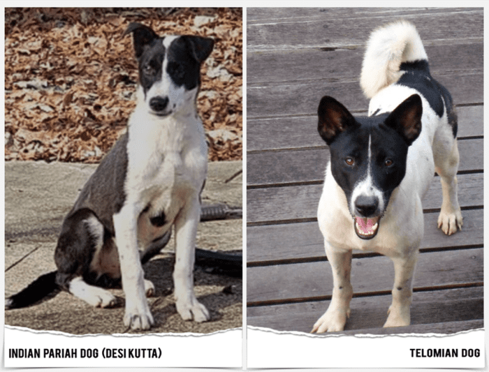 11 Dog Breeds Like The Indian Pariah Dog (Desi Kutta) - HubPages