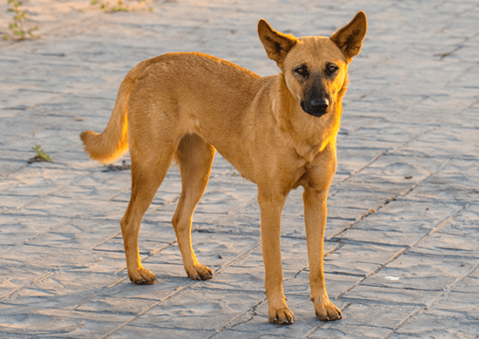 11 Dog Breeds Like The Indian Pariah Dog (Desi Kutta) - HubPages