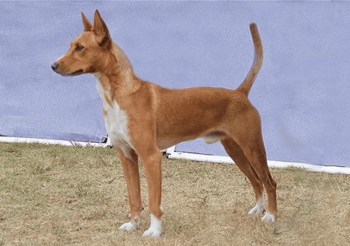 11 Dog Breeds Like The Indian Pariah Dog (Desi Kutta) - HubPages