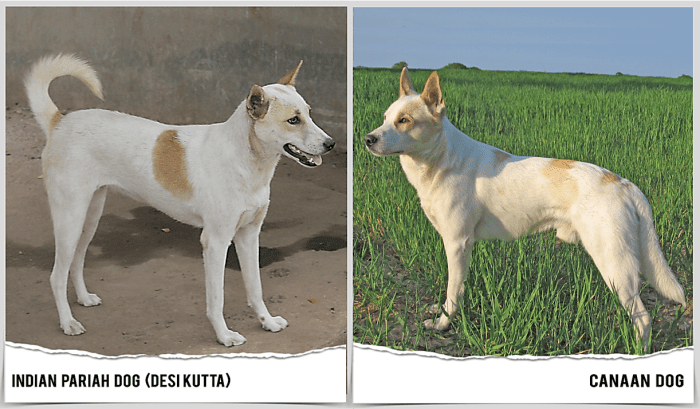 11 Dog Breeds Like The Indian Pariah Dog (Desi Kutta) - HubPages