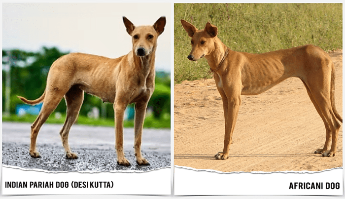 11 Dog Breeds Like The Indian Pariah Dog (Desi Kutta) - HubPages