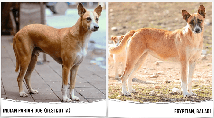 11 Dog Breeds Like The Indian Pariah Dog (Desi Kutta) - HubPages