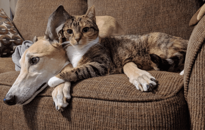 15 Dogs That Are Good With Cats and Other House Pets - HubPages