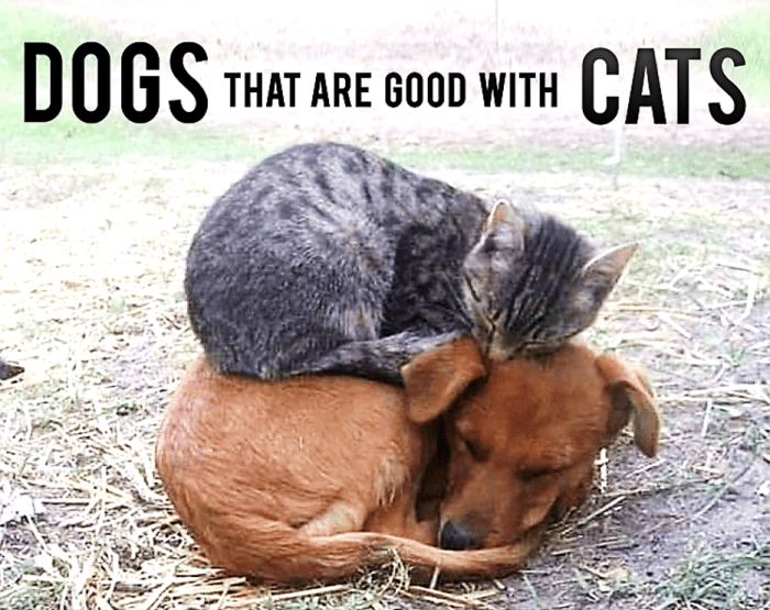 15 Dogs That Are Good With Cats and Other House Pets - HubPages