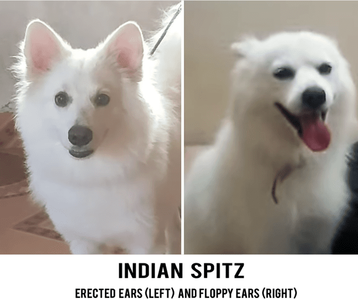 Different Types of Indian Spitz And Their Price in India - HubPages