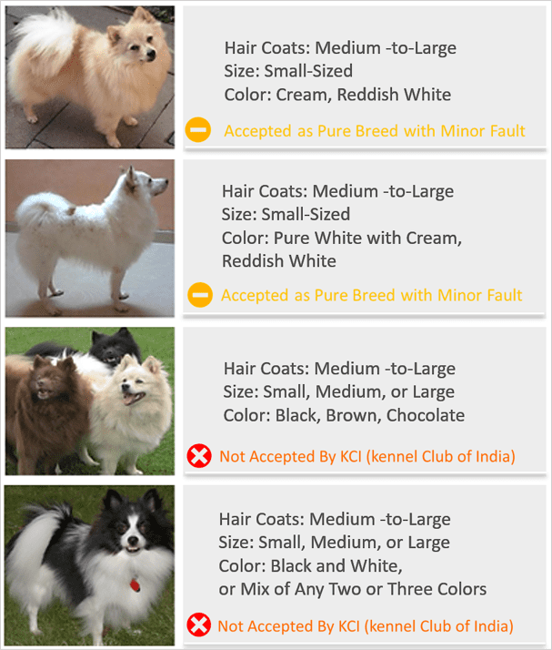 Different Types of Indian Spitz And Their Price in India - HubPages