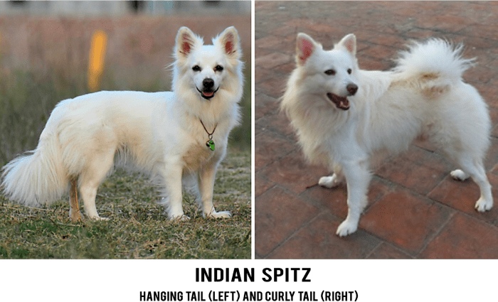 Different Types of Indian Spitz And Their Price in India - HubPages