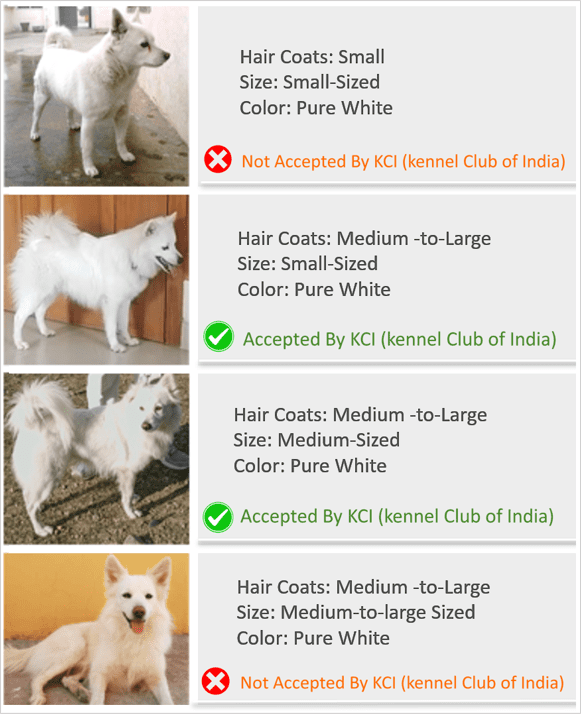 Different Types of Indian Spitz And Their Price in India - HubPages
