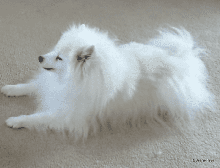 Different Types of Indian Spitz And Their Price in India - HubPages
