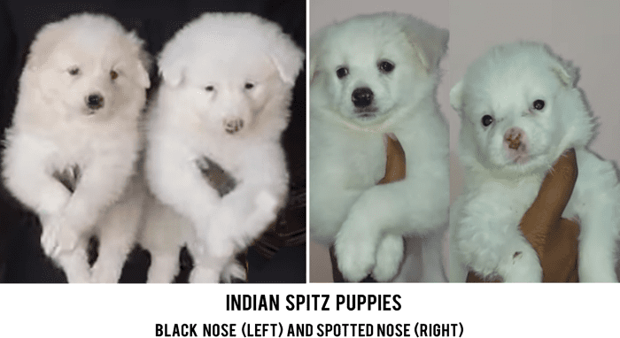 Different Types of Indian Spitz And Their Price in India - HubPages