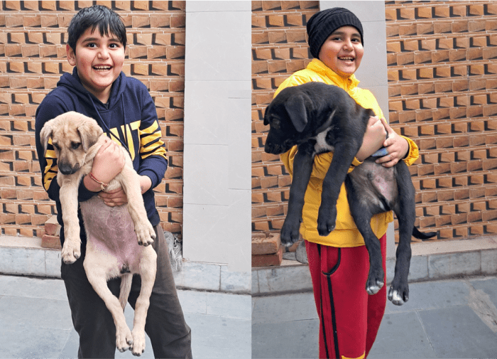 Marwari Sheep Dog (Indian Cattle Dog): Breed Information, Pictures ...