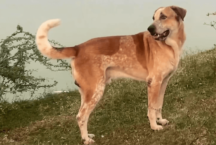 Marwari Sheep Dog (Indian Cattle Dog): Breed Information, Pictures ...