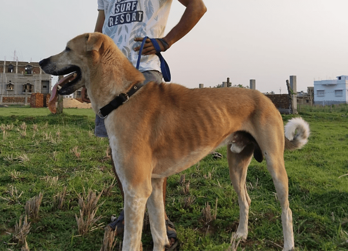 Marwari Sheep Dog (Indian Cattle Dog): Breed Information, Pictures ...