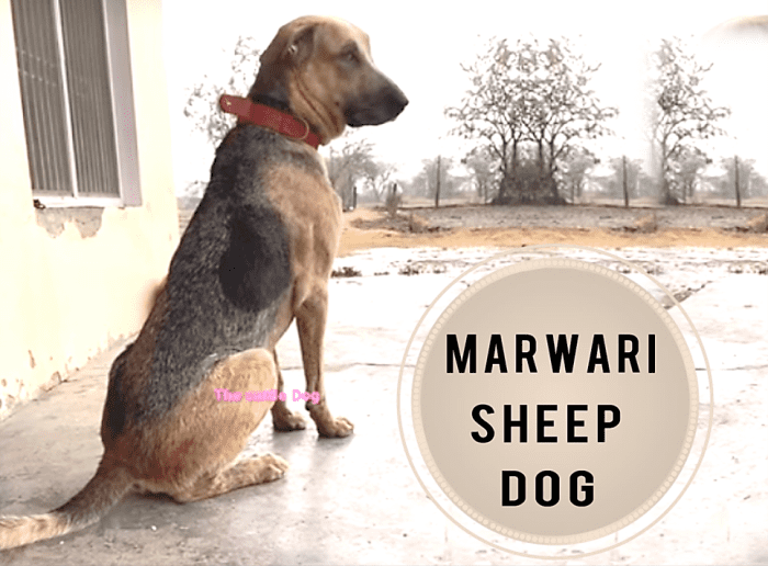 Marwari Sheep Dog (Indian Cattle Dog): Breed Information, Pictures ...