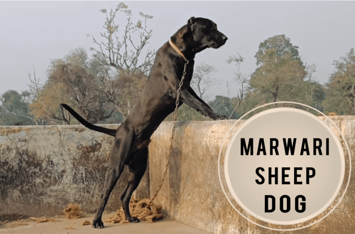 Marwari Sheep Dog (Indian Cattle Dog): Breed Information, Pictures ...