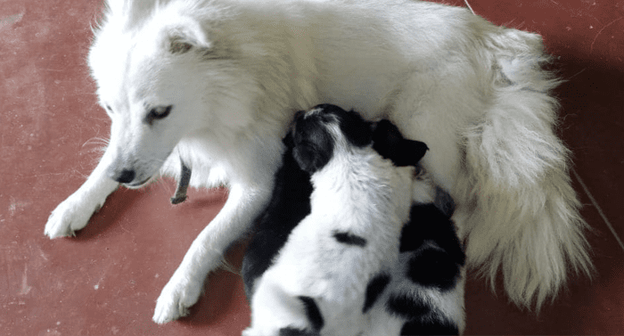 Different Types of Indian Spitz And Their Price in India - HubPages