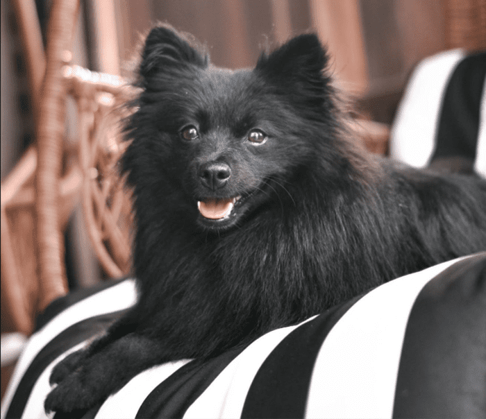Different Types of Indian Spitz And Their Price in India - HubPages