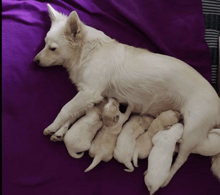 Different Types of Indian Spitz And Their Price in India - HubPages