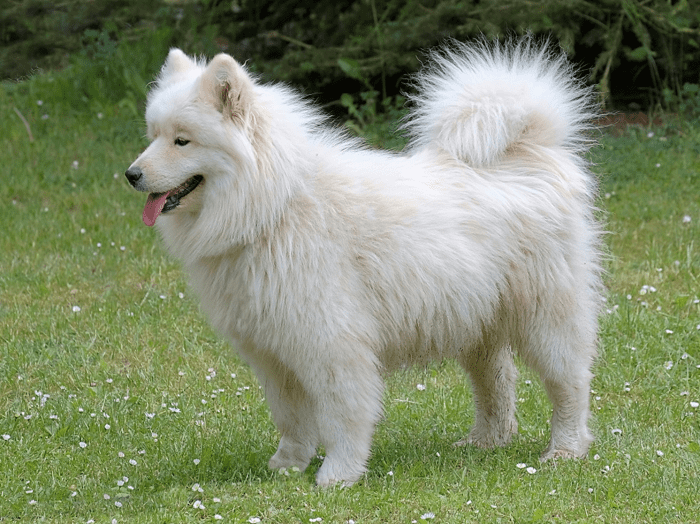 Different Types of Indian Spitz And Their Price in India - HubPages