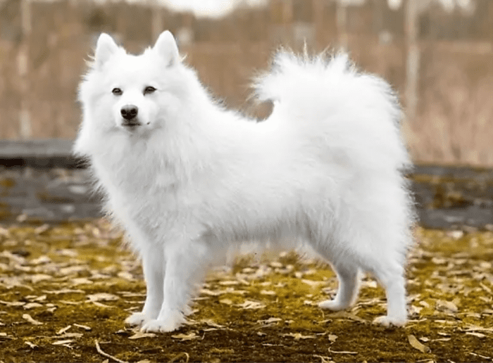 Different Types of Indian Spitz And Their Price in India - HubPages