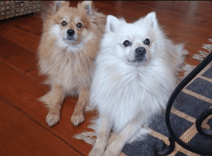 Different Types of Indian Spitz And Their Price in India - HubPages