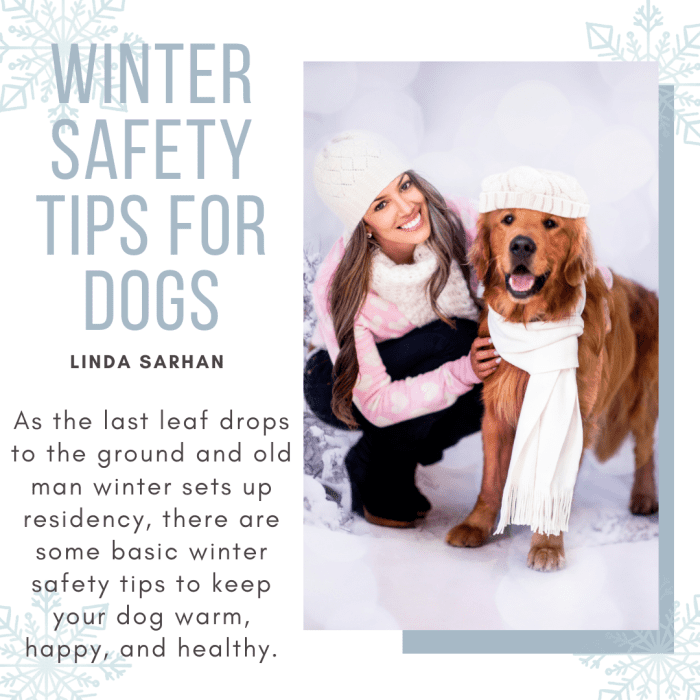 Winter Safety Tips for Dogs - HubPages