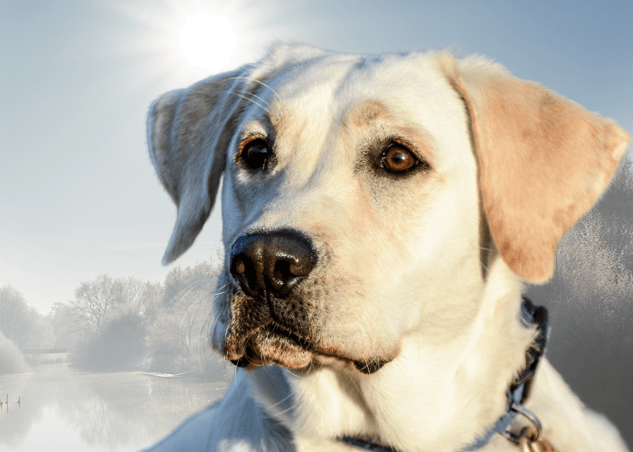8 Colors of Labrador Retrievers : All You Need to Know (+Pictures ...