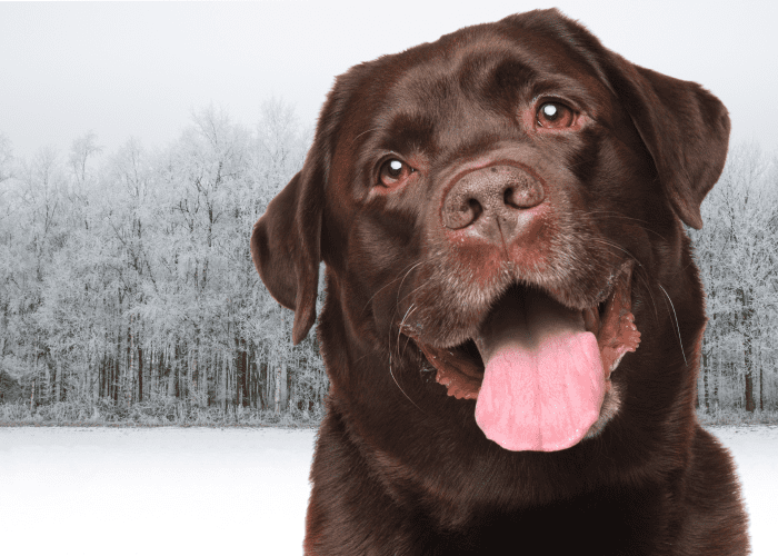 8 Colors of Labrador Retrievers : All You Need to Know (+Pictures ...