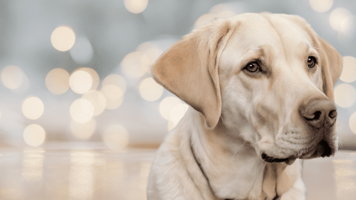8 Colors of Labrador Retrievers : All You Need to Know (+Pictures ...