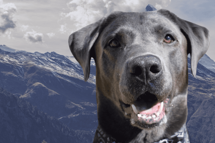 8 Colors of Labrador Retrievers : All You Need to Know (+Pictures ...