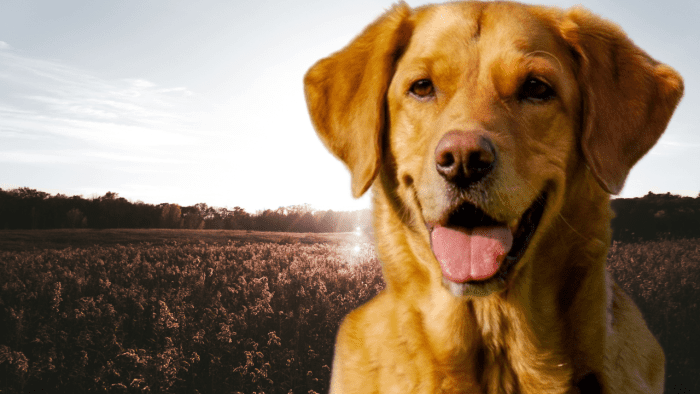 8 Colors of Labrador Retrievers : All You Need to Know (+Pictures ...