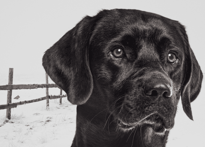 8 Colors of Labrador Retrievers : All You Need to Know (+Pictures ...