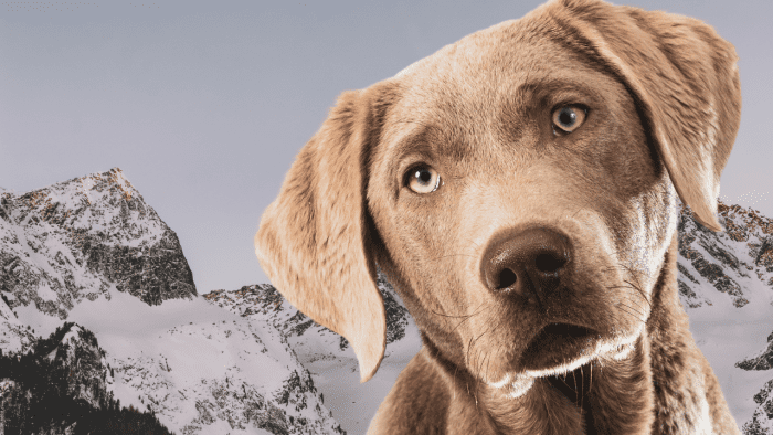 8 Colors of Labrador Retrievers : All You Need to Know (+Pictures ...