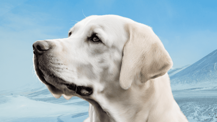 8 Colors of Labrador Retrievers : All You Need to Know (+Pictures ...