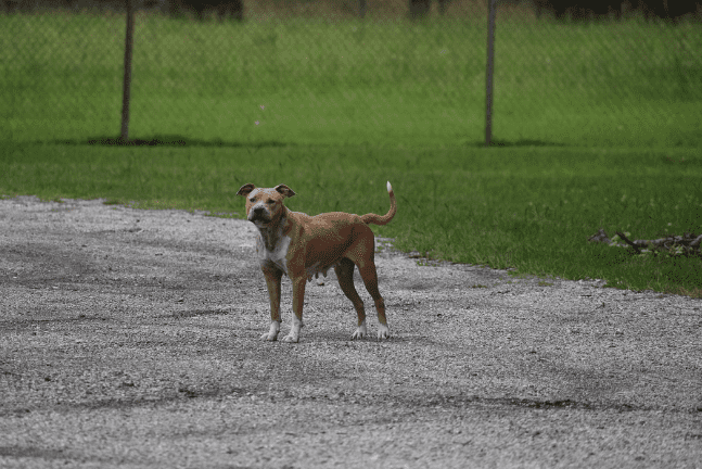 How Long After a Dog Loses Her Mucus Plug Does Labor Start? - PetHelpful